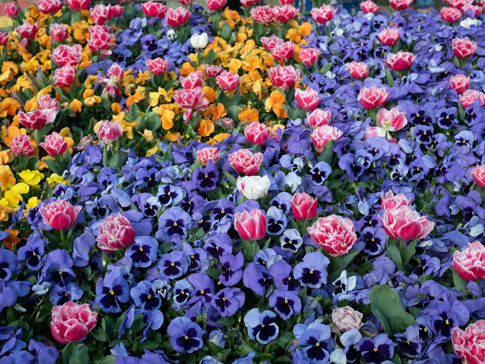 Chelsea Flower Show: Gnomes Return Amidst Whimsy Debate