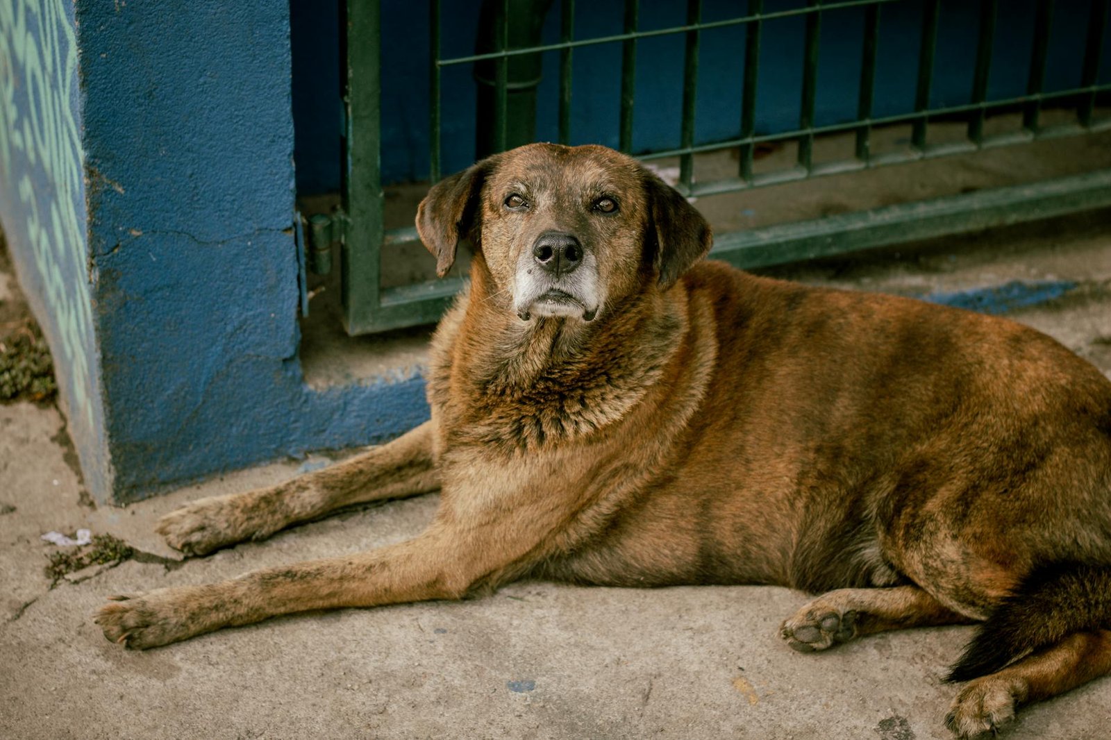 Mexico Claims Brazil's Iconic Stray Dog